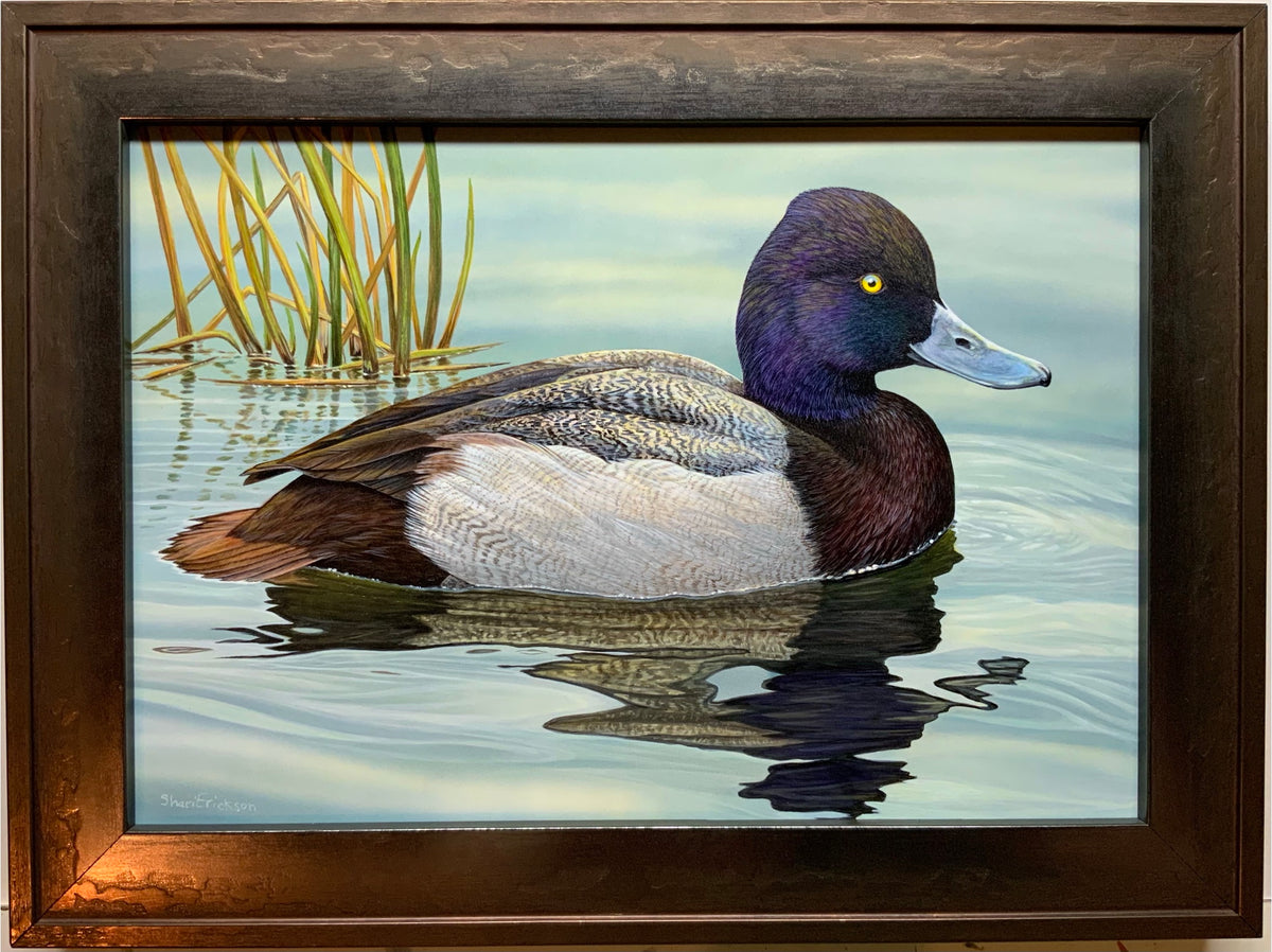 Lesser Scaup Drake Duck Acrylic Painting - Sold – Shari Erickson Art